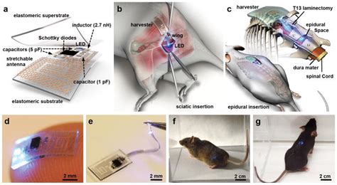 Soft Stretchable Fully Implantable Miniaturized Optoelectronic Systems For Wireless