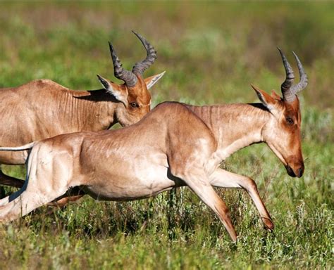 Hartebeest African Wildlife Foundation