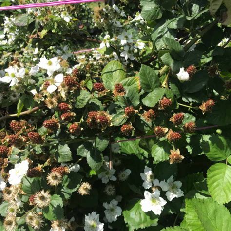 Hydroponic Berry Farming Coir Crop Technologies