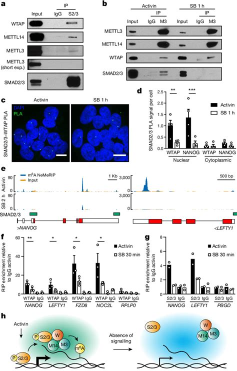 Activin Nodal Signalling Promotes M 6 A Deposition On Specific Download Scientific Diagram