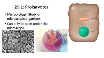 Chapter Prokaryotes And Viruses PowerPoint By ABiologyTeacher