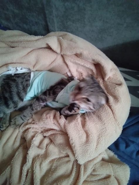 животные собаки Создать мем Meme