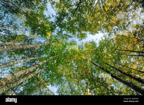View Upwards To The Treetops In The Birch Forest At Sunset Canton Jura Switzerland Europe