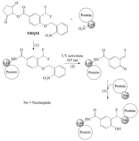 Insights On Chemical Crosslinking Strategies For Proteins
