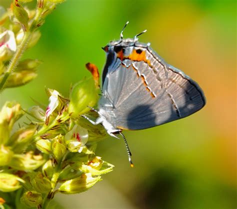 Gray Hairstreak Butterfly 9 4 20 Sharon Friends Of Conservation