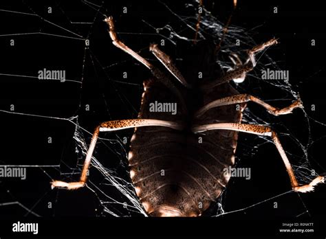 A Bug Trapped In A Spider Web Isolated In Black And Light Is Placed Under For A Scary Effect
