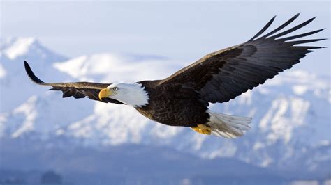 Quotes About Eagles Soaring Quotesgram