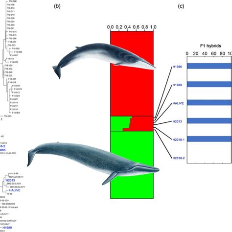 Example Spectrograms With Vocalizations Of A Fin Whale Double Pulse