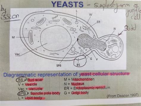 Fungal Cell Biology Flashcards Quizlet