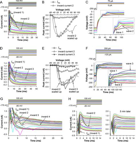 Multiple Inward Currents A Voltage Clamp Recording With Two