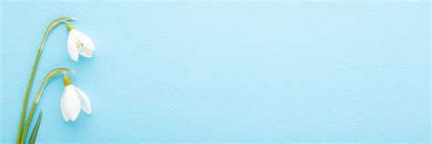 밝은 파란색 테이블 배경에 녹색 잎신선한 흰색 눈방울 파스텔 색상 와이드 배너 봄의 첫 번째 사자 영감 텍스트 인용 또는 말을위한 빈 장소 하향 보기 갈란투스에 대한 스톡