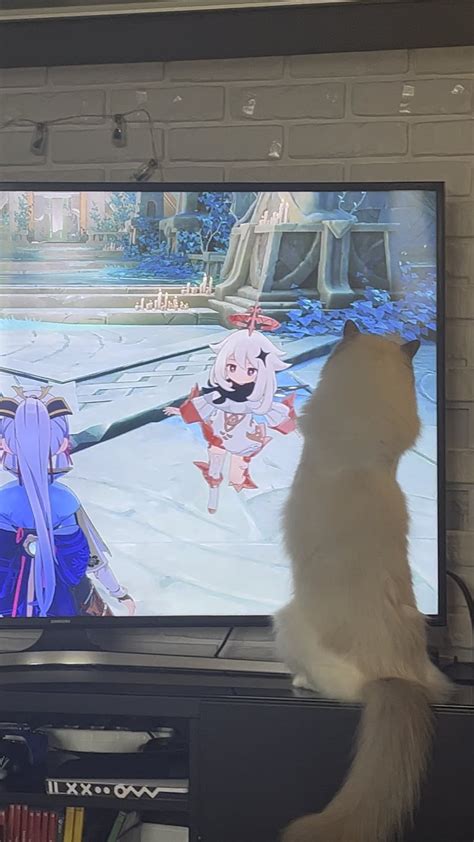 My Cat Trying To Catch Paimon Rgenshinimpact