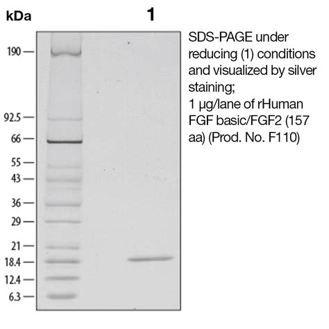 Recombinant Human Fgf Basic Leinco Technologies
