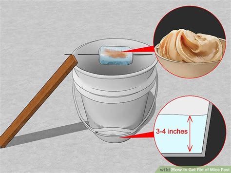 Ways To Get Rid Of Mice Fast WikiHow
