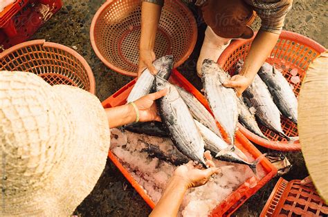 Women Handling Fish At Hoi An Market By Stocksy Contributor Gary Women Handling Fish At Hoi An Market By Stocksy Contributor Gary