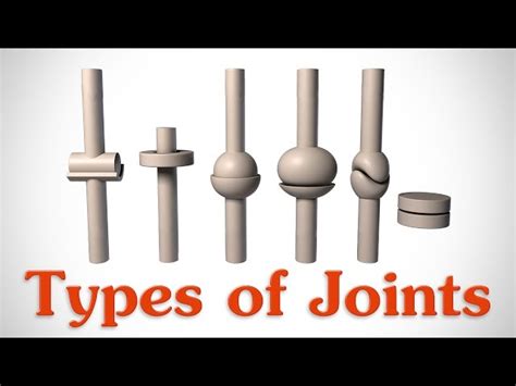 The Types Of Joints Human Anatomy For Artists