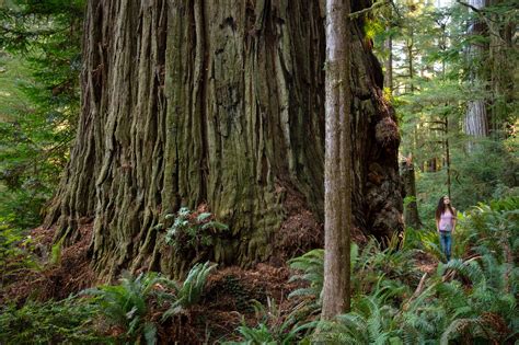 Big Tree Seekers Who In The Group Has Found A New Champion Tree Or