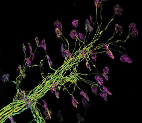 Shedding Light On Deep Tissue Multiphoton Microscopy Science Aaas