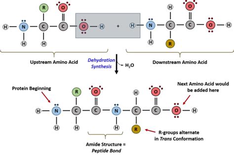 Four Types Of Protein Structure With Diagram Primary Secondary Tertiary And Quaternary