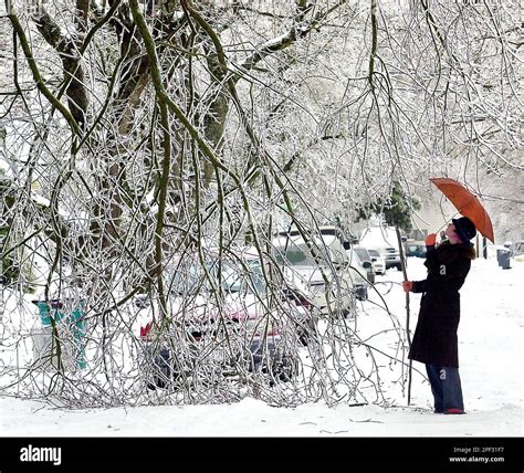 Jerad Greenwood Pauses To Gaze Up At An Ice Covered Branch That Fell To