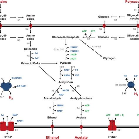 Metabolic Pathway Reconstruction For Spirochaetes In Hydrocarbon And Download Scientific