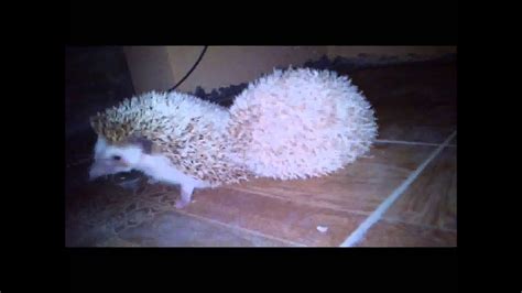 Sex Ala My Lovely Hedgehog Youtube