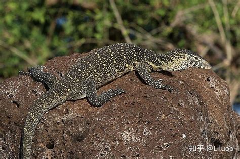 非洲野生动物中英文一览表 African Animals List 知乎