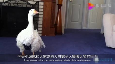鹅和猪谁的智商高 鸭子和猫哪个智商高 猪的智商 大山谷图库