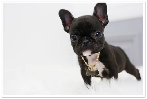 프렌치불독분양 가격 오케이독 얼마