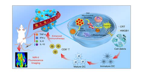 Molecular Engineering Of Nir Ii Excitable Phototheranostic For Mitochondria Targeted Cancer