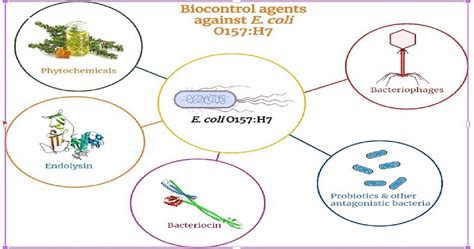 Biocontrol Approaches Against Escherichia Coli O157h7 In Foods
