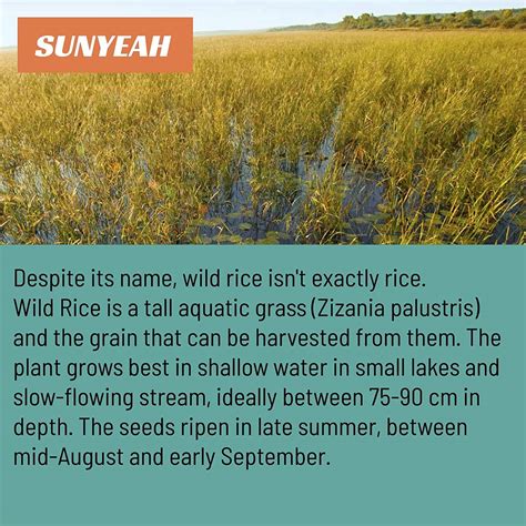 Organic Wild Rice 2 Lb