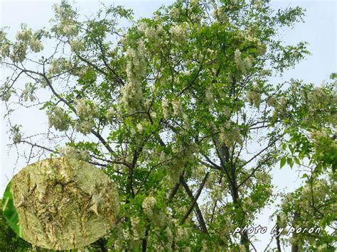 ハリエンジュ針槐とトゲナシハリエンジュ刺無針槐が開花してきました デジカメ散歩悠々