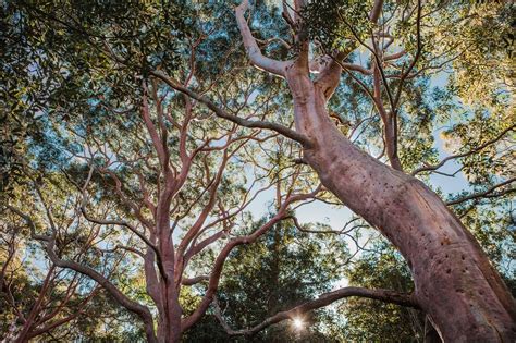 Stem Jobs Working With Trees Careers With Stem