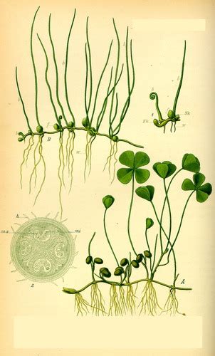 Lycophyta Monilophyta And Gymnosperms Flashcards Quizlet