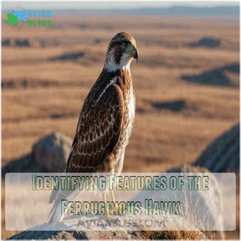 Ferruginous Hawk Majestic Giant Of The Skies Secrets Revealed