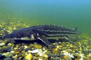 Green Sturgeon