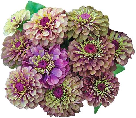 Burpee Queen Red Lime Zinnia Seeds 30 Seeds