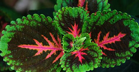 5 кімнатних рослин які виводять токсини з повітря та покращують сон Читайте на Ukr Net