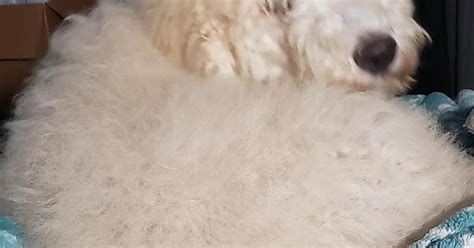 Snicker Album On Imgur