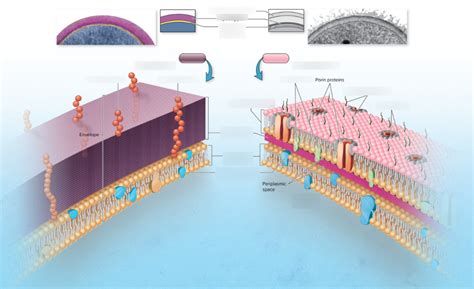 Bacteria Envelope Structure Diagram Quizlet
