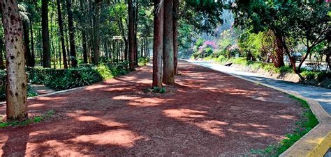 Bosque De Tlalpan Parque Nacional Bosque Pedregal ¿qué Hacer