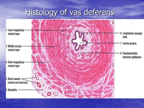 Ampulla Of Vas Deferens Histology