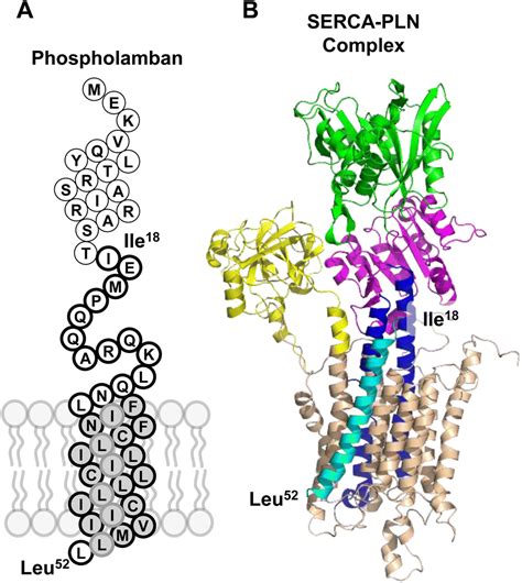 Probing The Formation Of A Hetero Dimeric Membrane Transport Complex