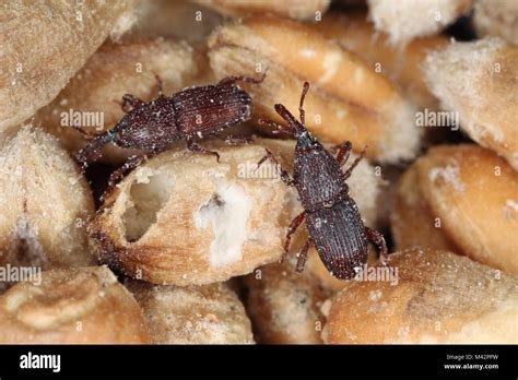 Beetles Of Wheat Weevil Also Known As The Grain Weevil Or Granary
