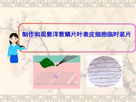 制作和观察洋葱鳞片叶表皮细胞临时装片上课讲义word文档在线阅读与下载无忧文档