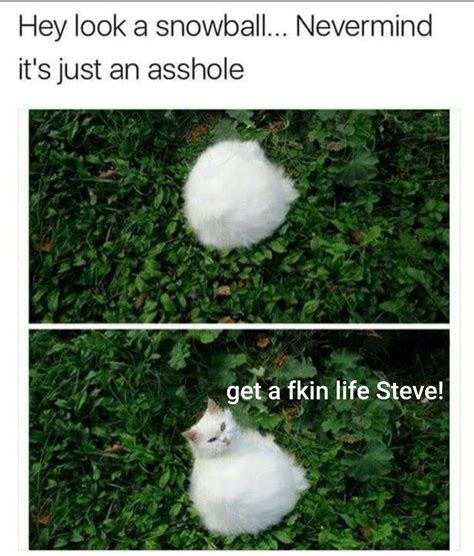 Leave The Cat Alone Rmemes