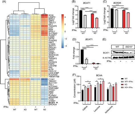 Reduced Bcat1 And Bckdk Expression And Branched Chain Amino Acid Bcaa