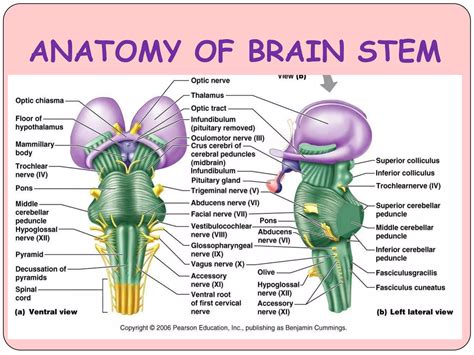 Brain Stem Lessions In Sensory Symptoms Pptx