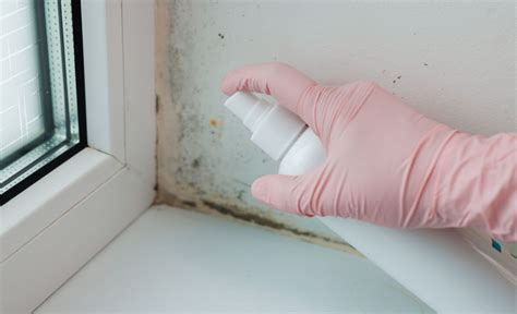 How To Get Rid Of Mould And Mildew Crewcare